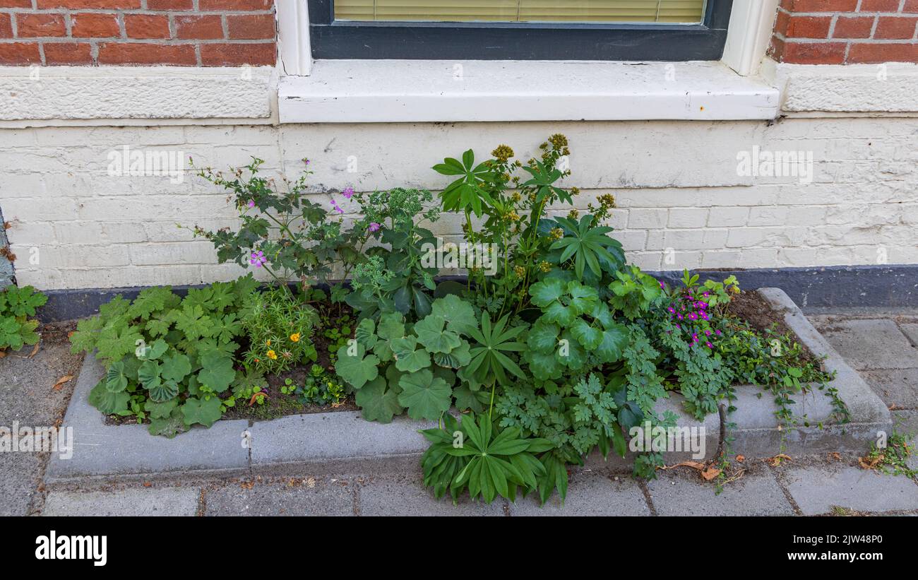 Lttle facade garden in front of a house in the city of Groningen in the ...