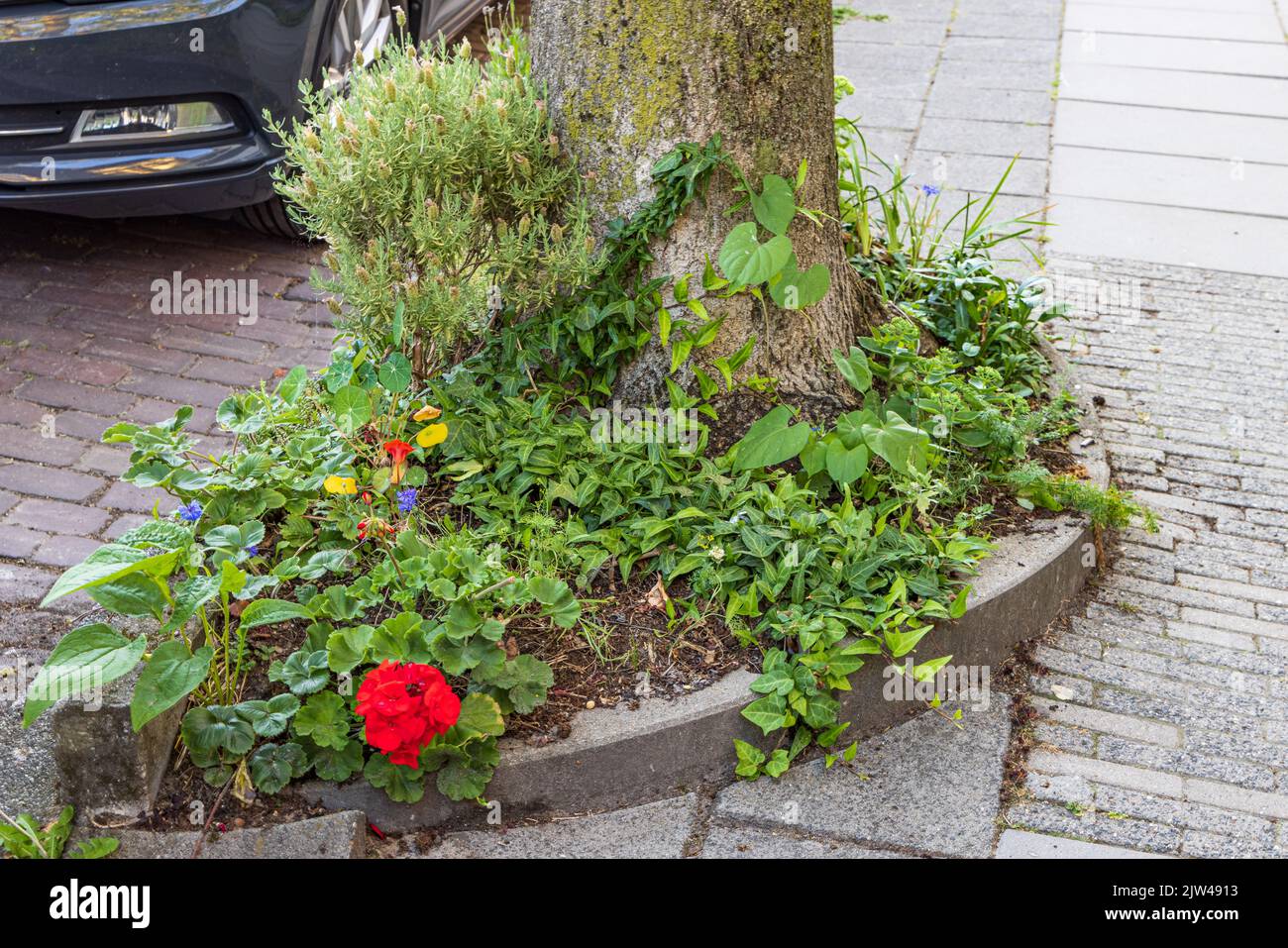 Climate change adaptation flowers hi-res stock photography and images ...