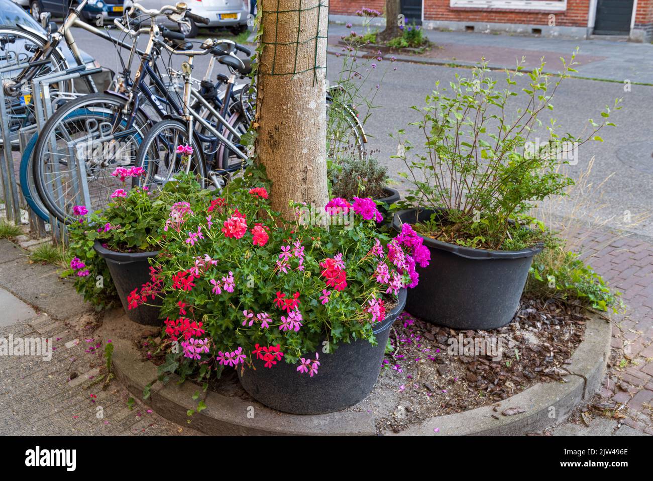 Lttle tree garden in Kerklaan city of Groningen in the Netherlands ...