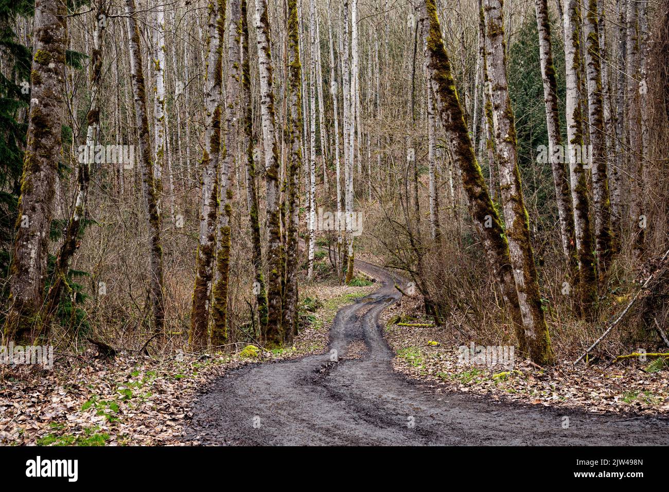 WA21927-00...WASHINGTON - Old logging road at the forested Lord Hill ...