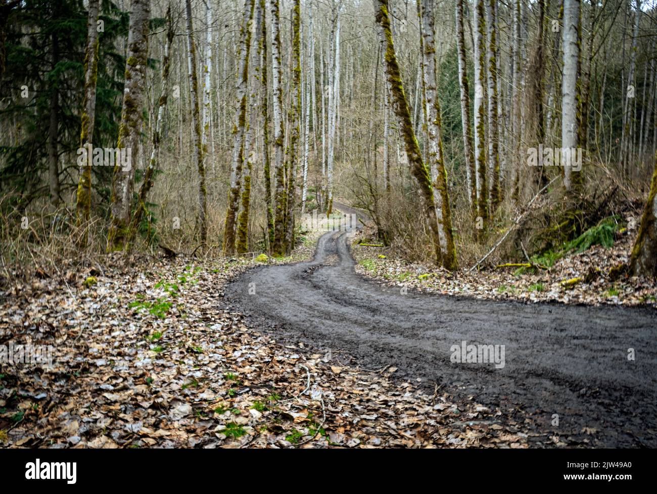 Selective logging hi-res stock photography and images - Alamy