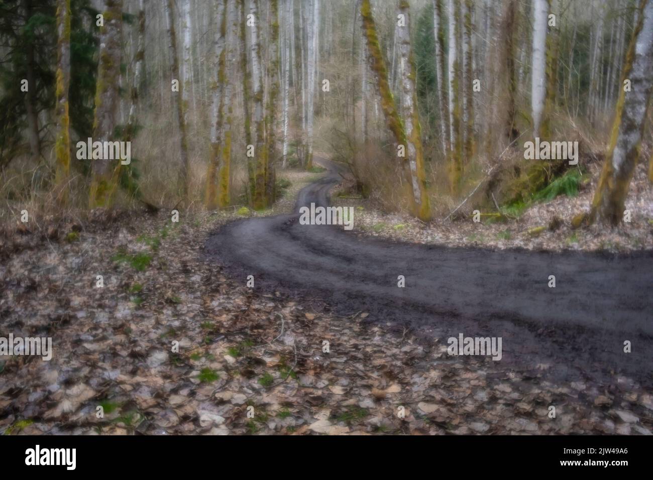 WA21929-00...WASHINGTON - Old logging road at Lord Hill Regional in ...