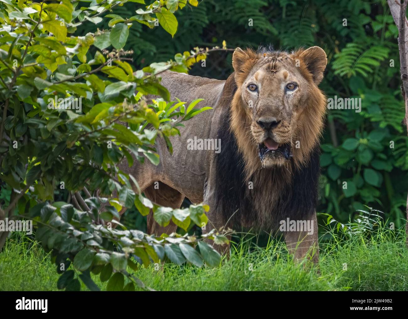 A Lion coming out of woods from trees Stock Photo - Alamy