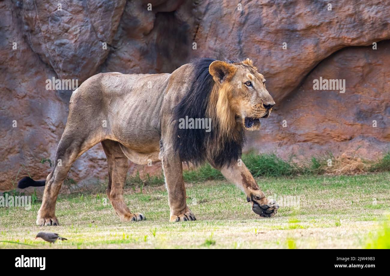A Lion moving in its cage against rocks Stock Photo - Alamy