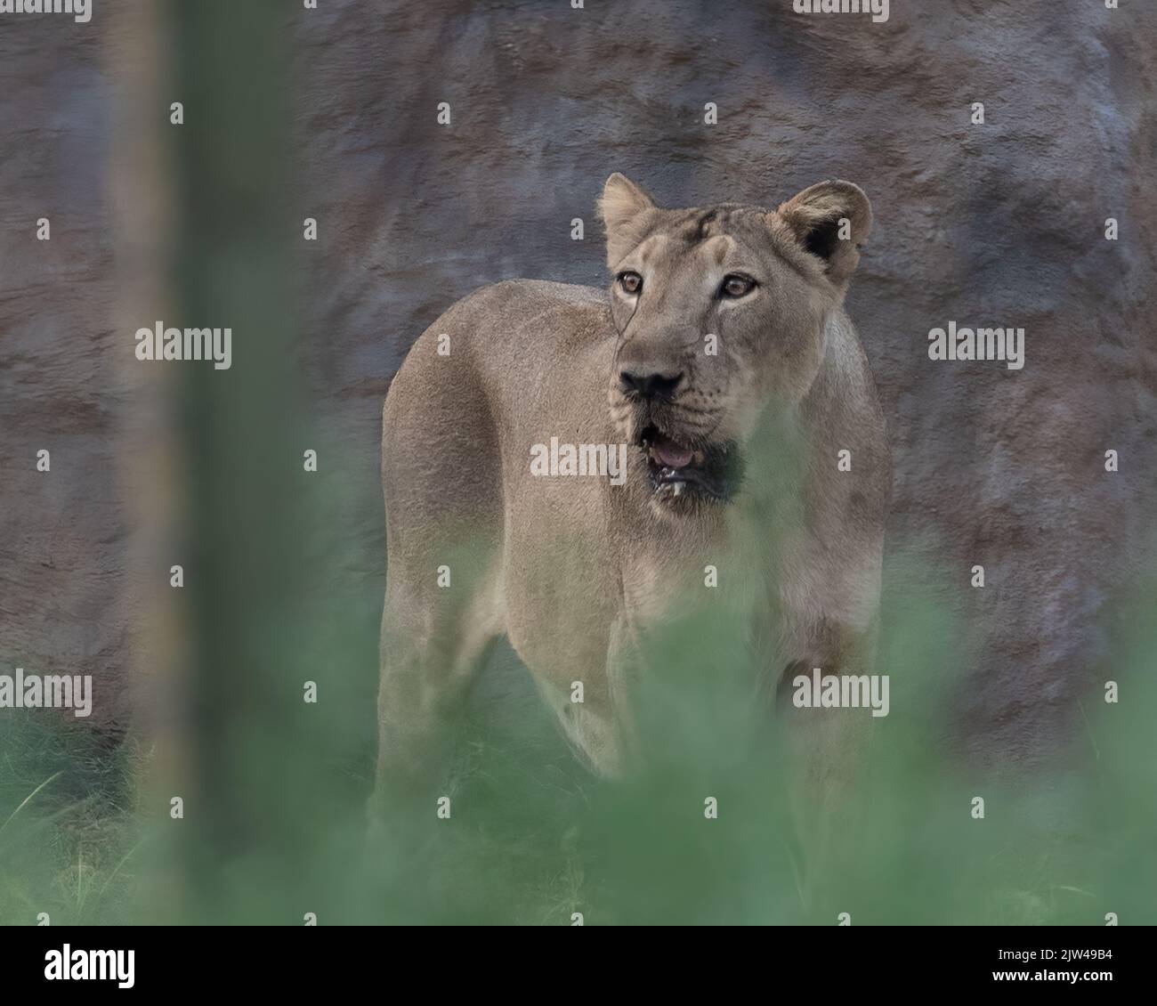 Hiding in woods hi-res stock photography and images - Alamy