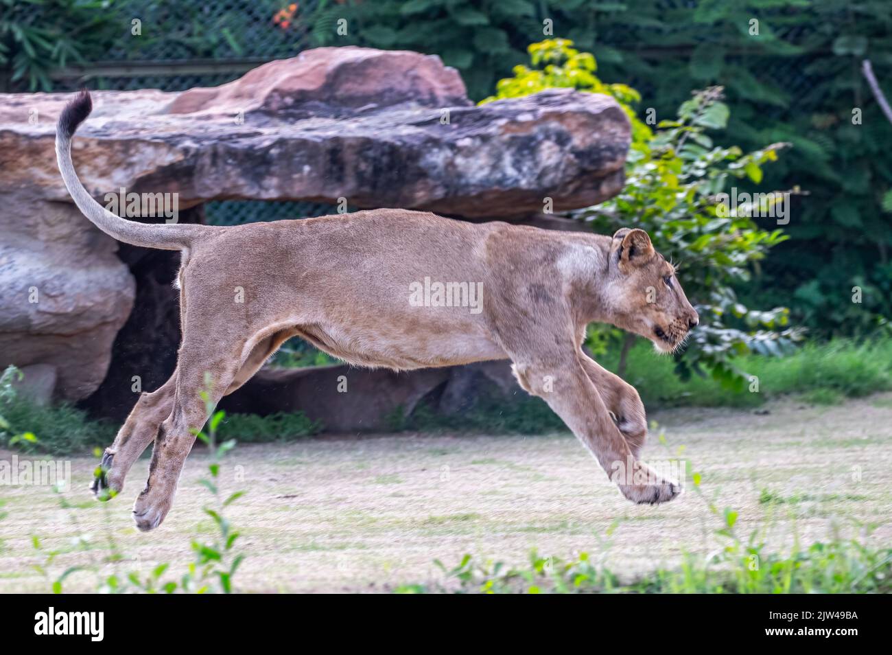 A Lioness in air while running in cage Stock Photo - Alamy