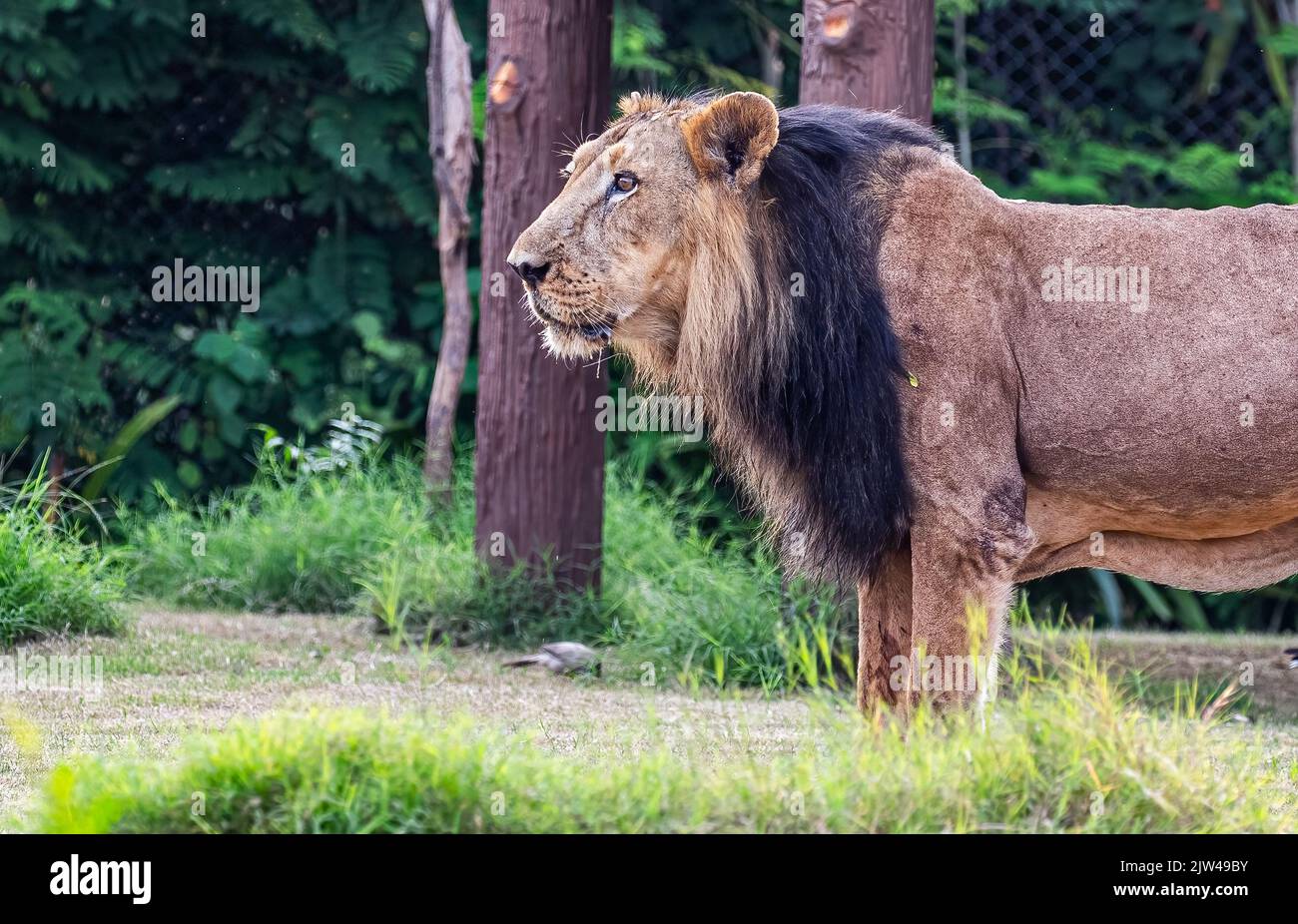 Lion looking away hi-res stock photography and images - Alamy