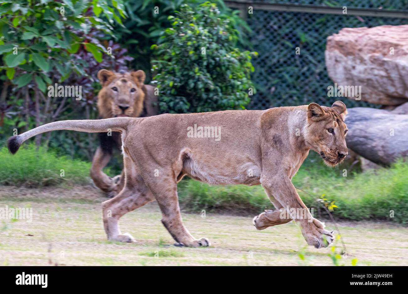 A Lioness running in ground while Lion watching Stock Photo - Alamy