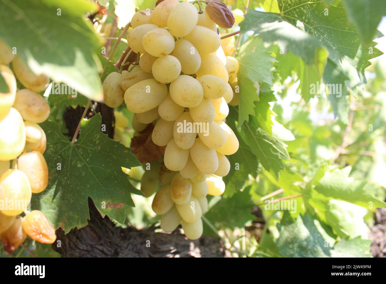 Yellow grape leaf hi-res stock photography and images - Alamy