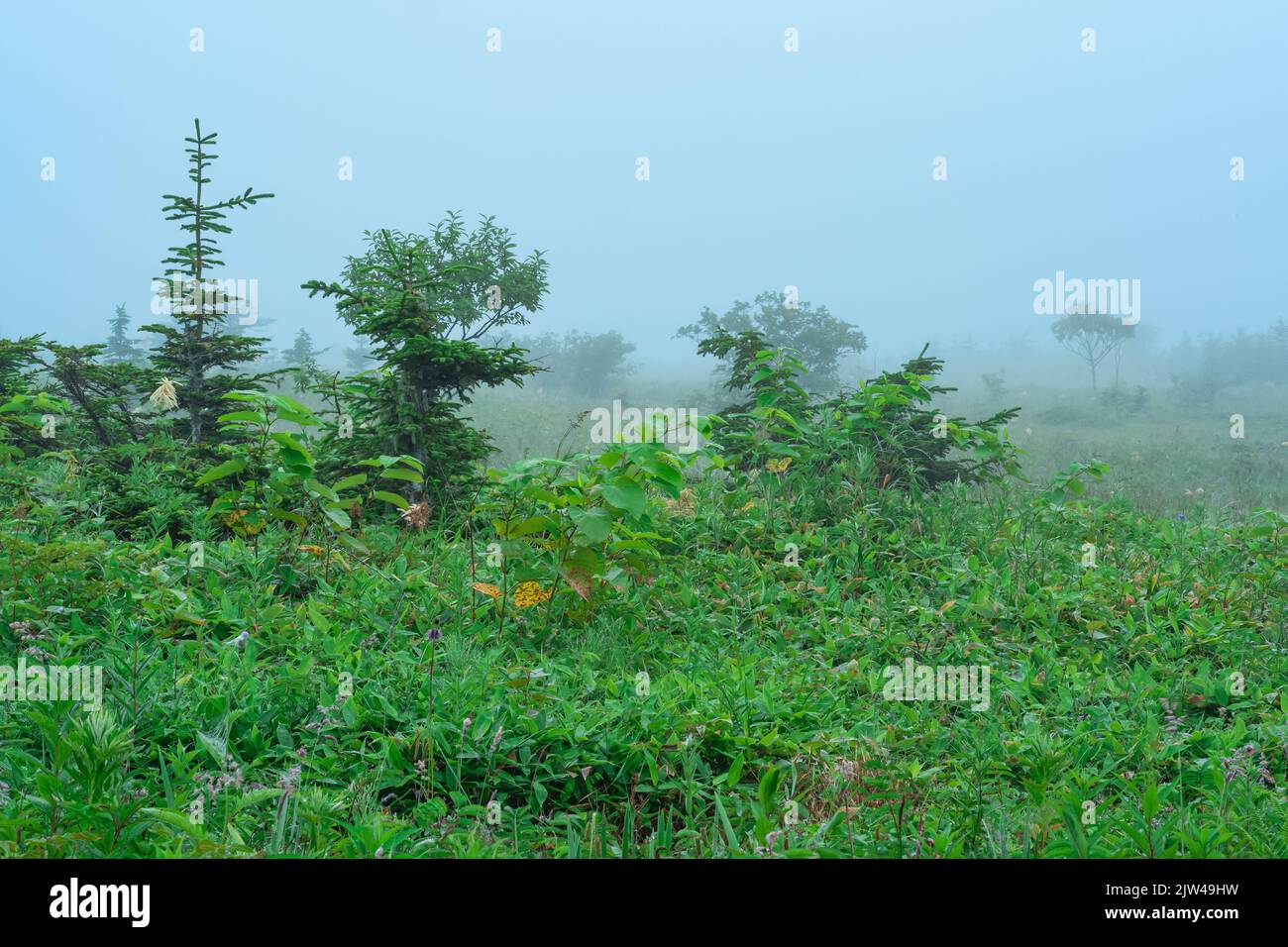 foggy morning landscape on Kunashir island with a view of the volcano ...