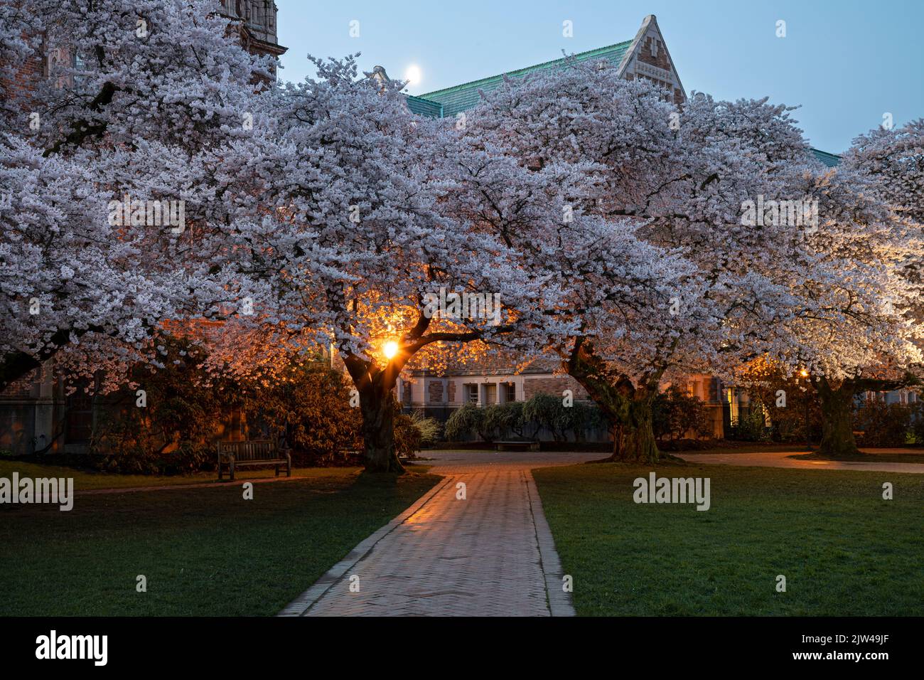 WA21941-00...WASHINGTON - Cherry trees in bloom at dawn along The Quad ...