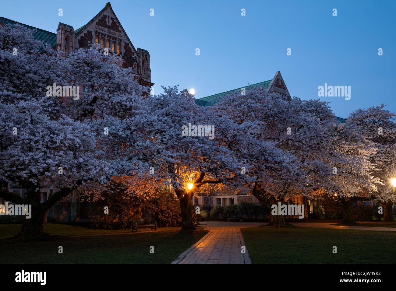 WA21942-00...WASHINGTON - Cherry in bloom at dawn along The Quad at the ...