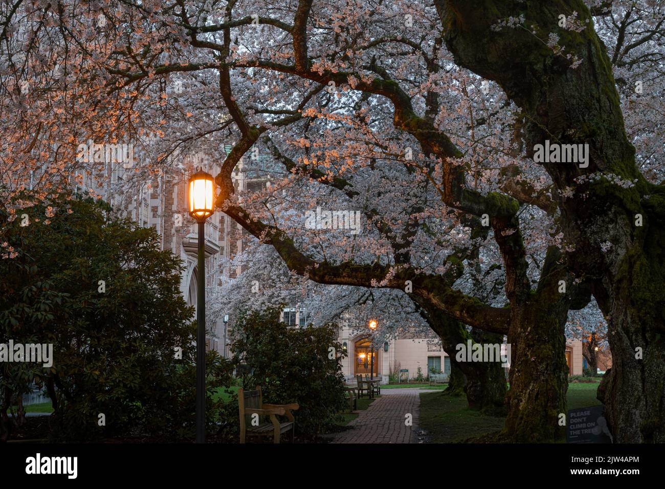 WA21948-00...WASHINGTON - Cherry trees in bloom, viewed at dawn along ...