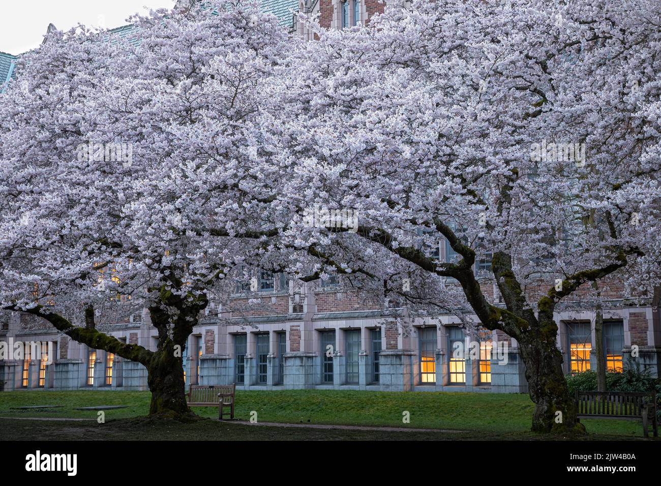 Cherry trees in bloom at university hi-res stock photography and images ...
