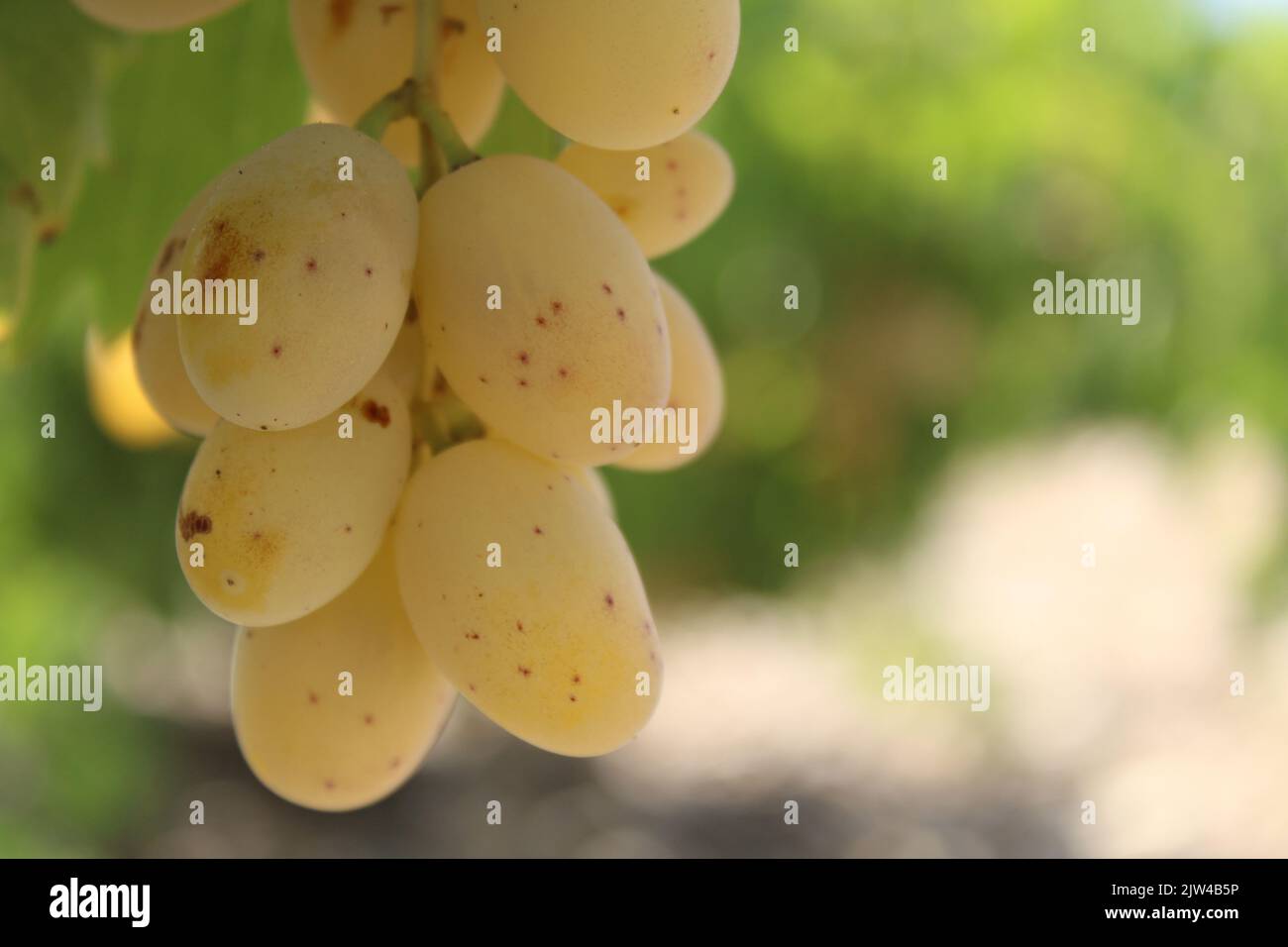 Yellow grape leaf hi-res stock photography and images - Alamy