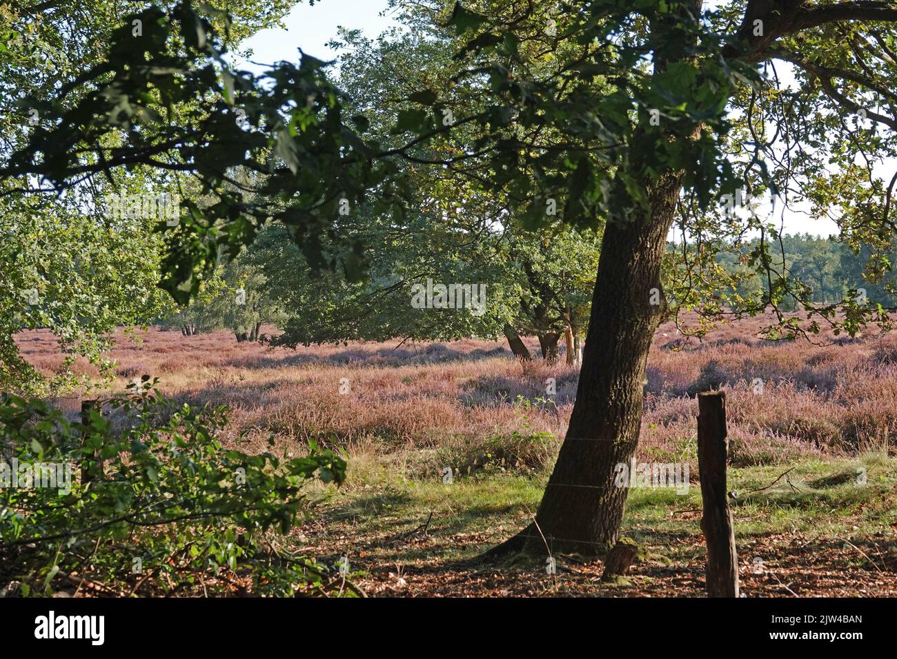 Heather blooming season hi-res stock photography and images - Alamy
