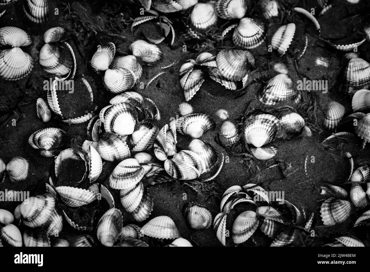 Wallpaper sea shells Black and White Stock Photos & Images - Alamy