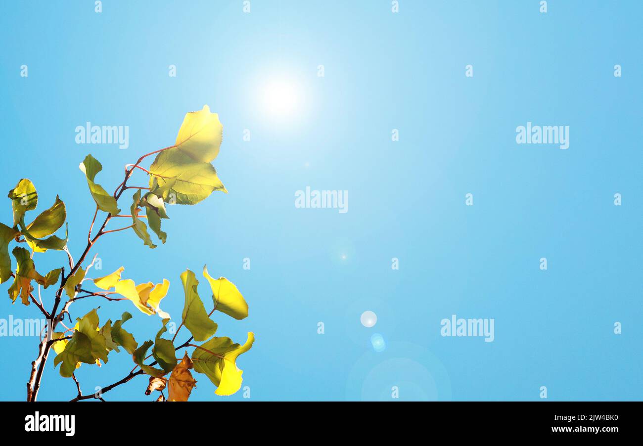 Brunch pattern hi-res stock photography and images - Alamy