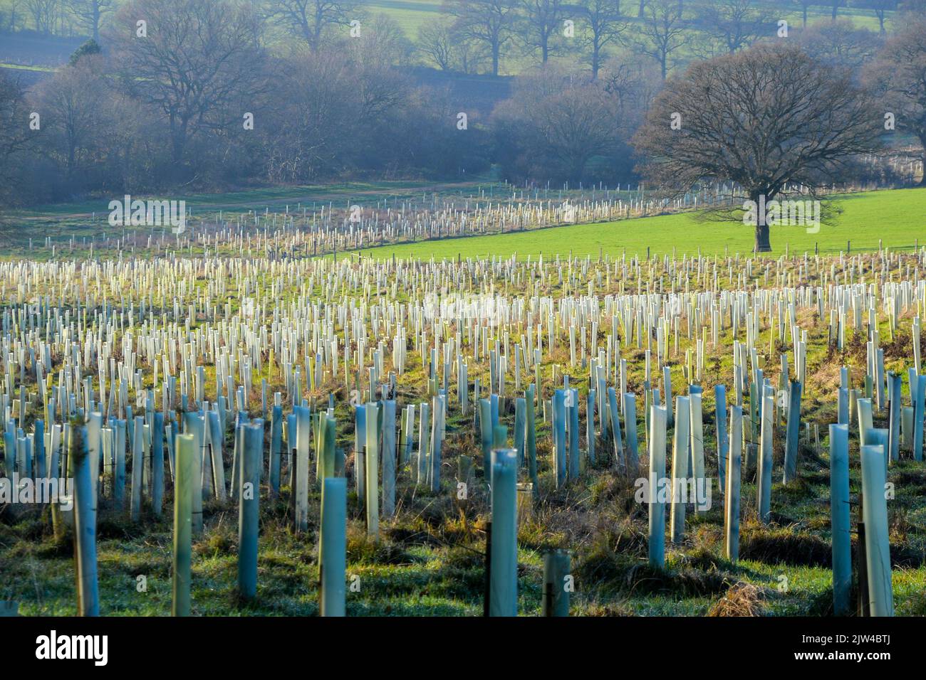 A large area of newly planted tree saplings in their protective tubes ...