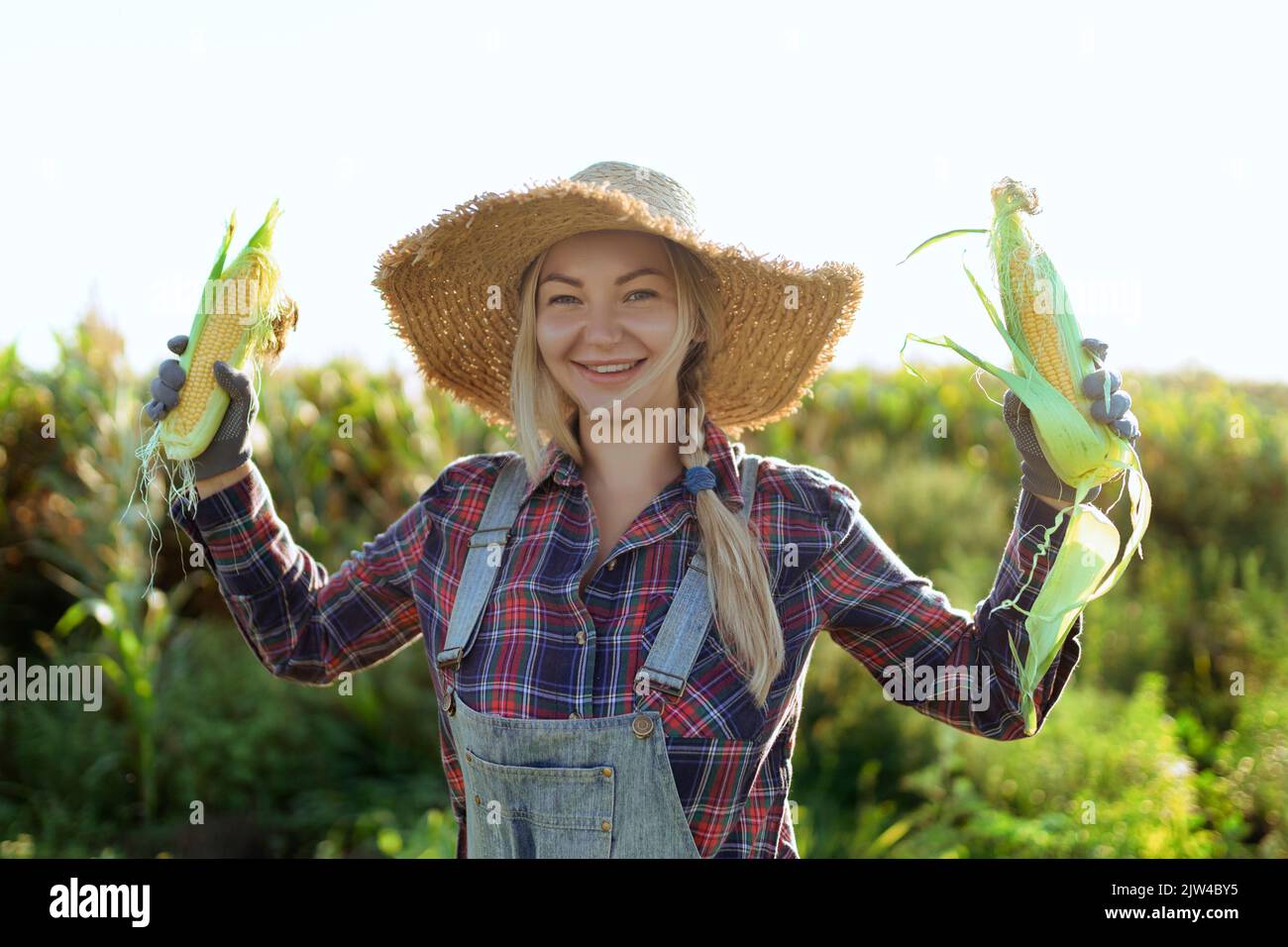 Corn. Young farmer woman smiling and harvesting corn. A beautiful woman ...