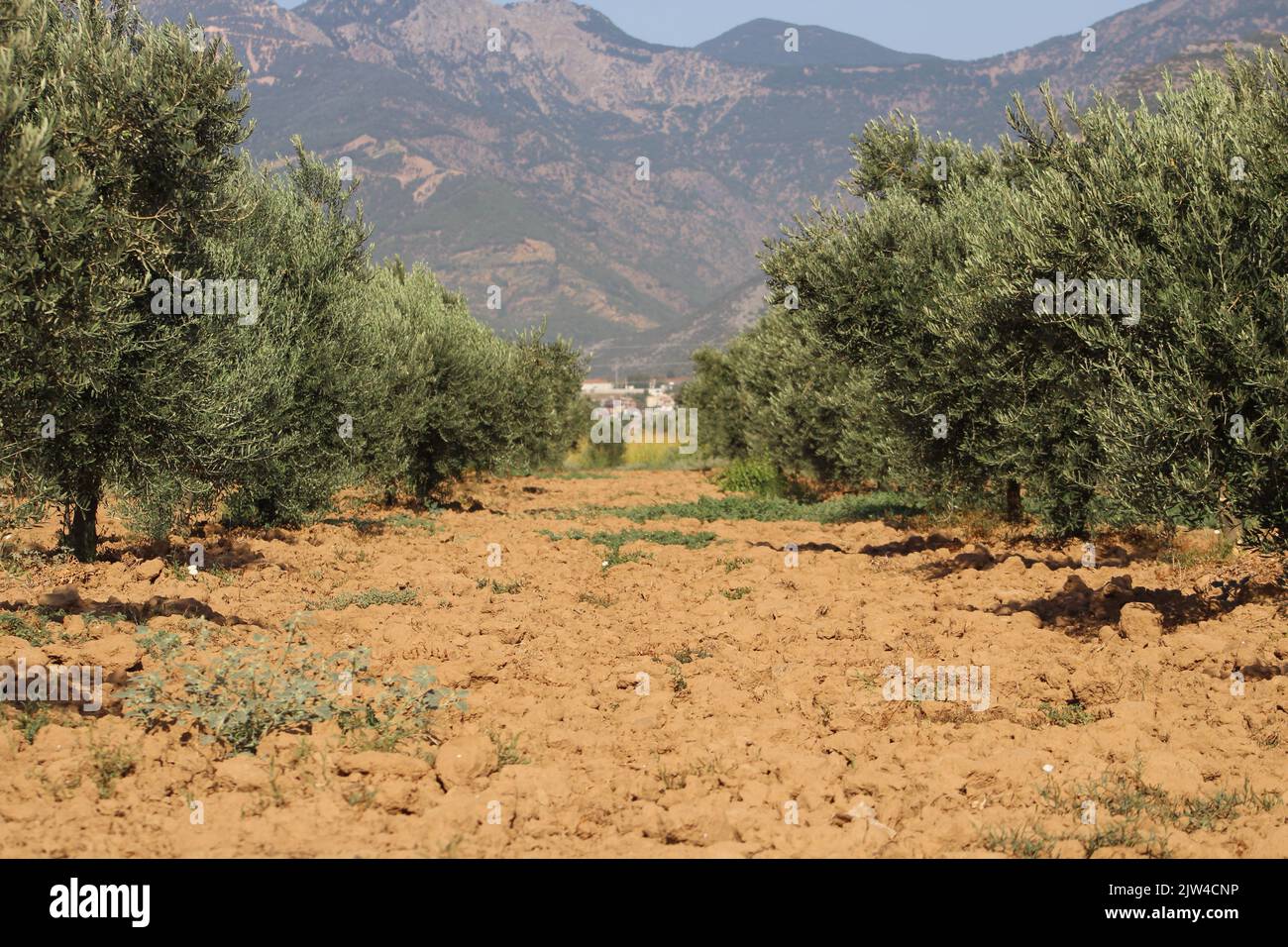 The garden of peace unesco hi-res stock photography and images - Alamy