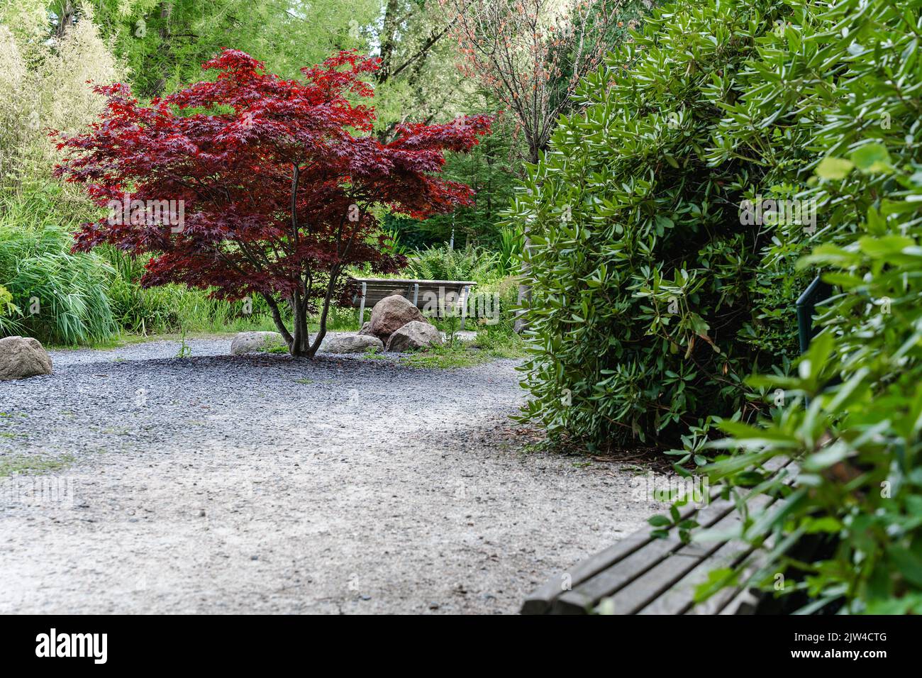 Gorgeously red Japanese full-moon maple. Red maple. Landscape design ...