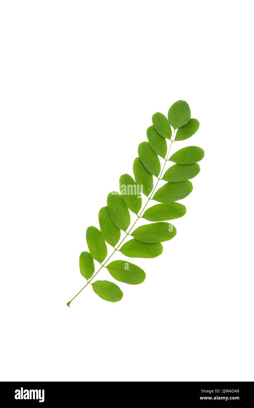 Green leaf of acacia tree isolated on white background. Summer view ...