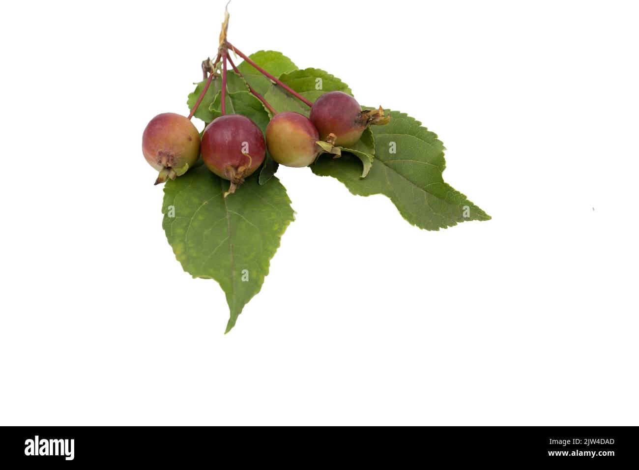 Tree branches orange ripe Cut Out Stock Images & Pictures - Alamy