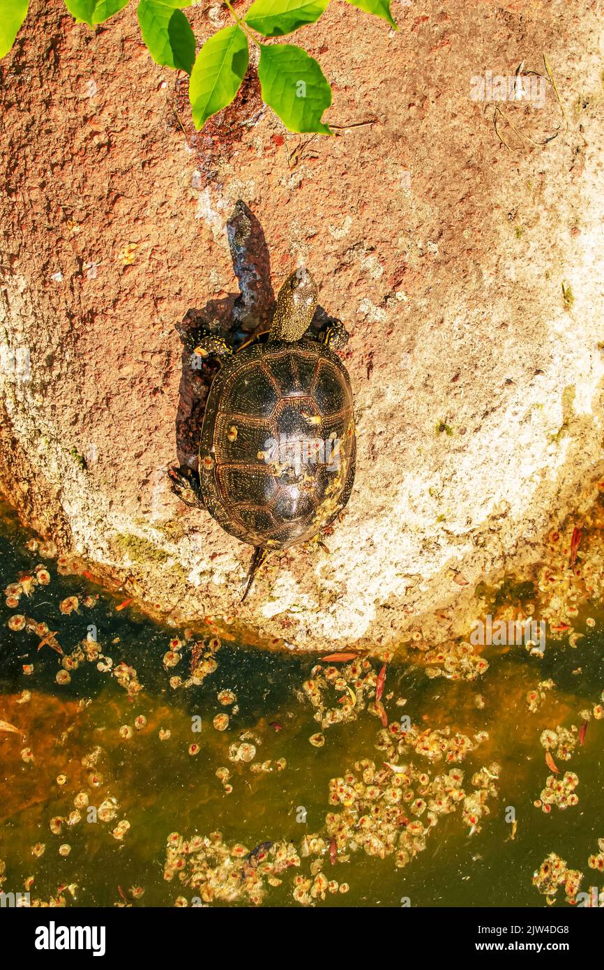River turtle in the habitat. Turtle in the water and basking on the ...