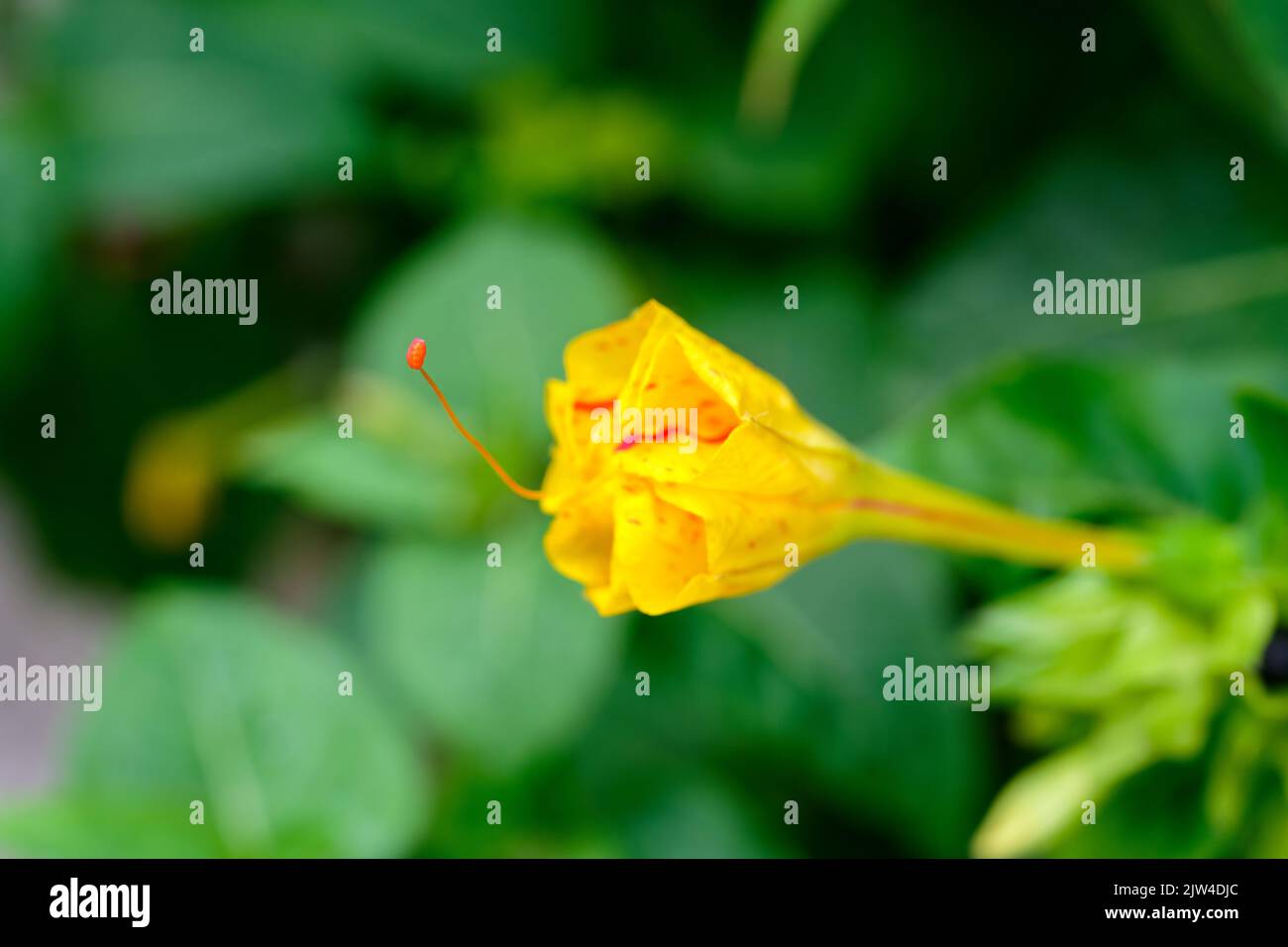 Mirabilis jalapa, the marvel of Peru or four o'clock flower, Jalapa (or ...