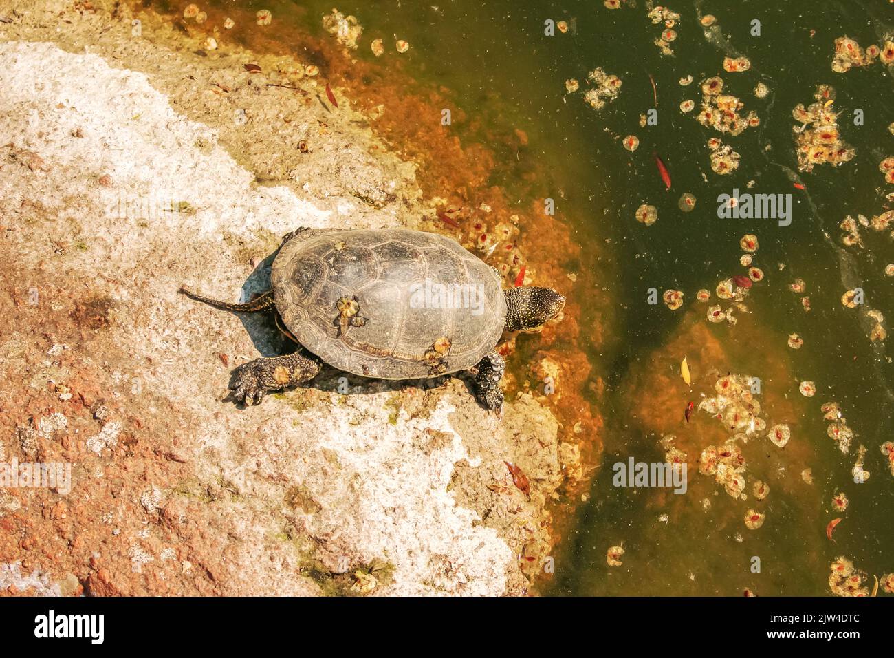 River turtle in the habitat. Turtle in the water and basking on the ...