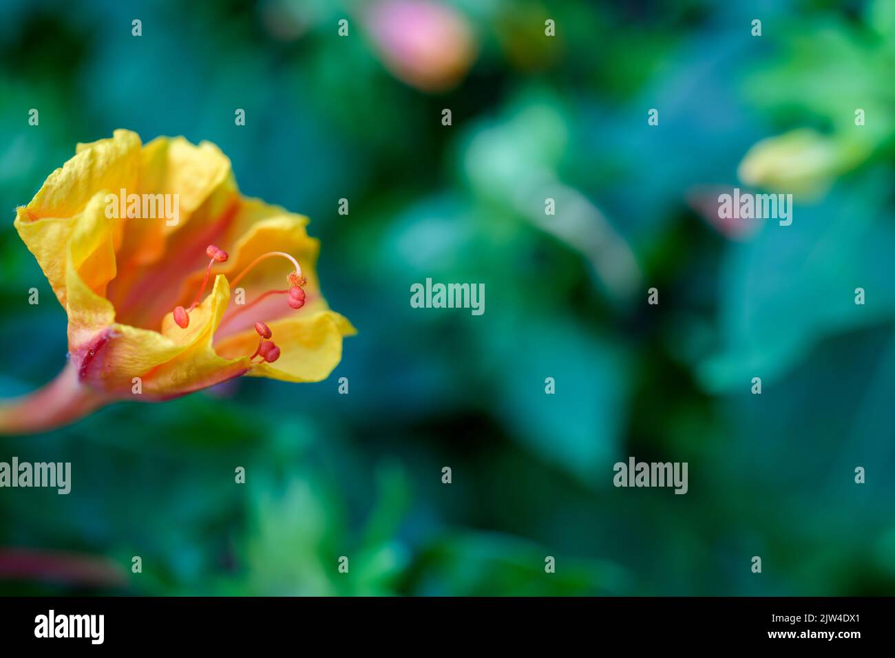 Mirabilis jalapa, the marvel of Peru or four o'clock flower, Jalapa (or ...
