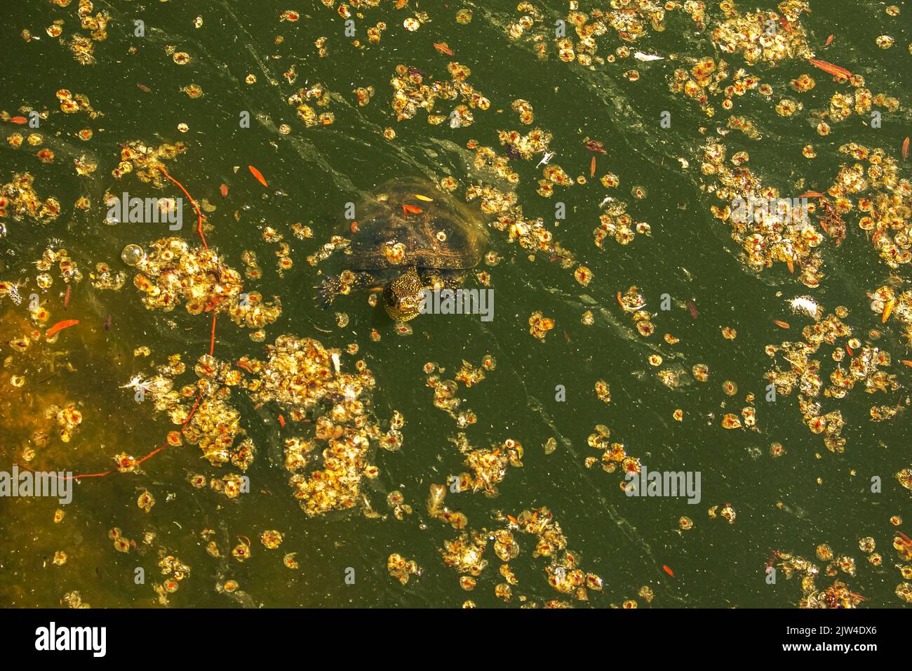 Tortoise nature animal amphibian basking resting hi-res stock ...