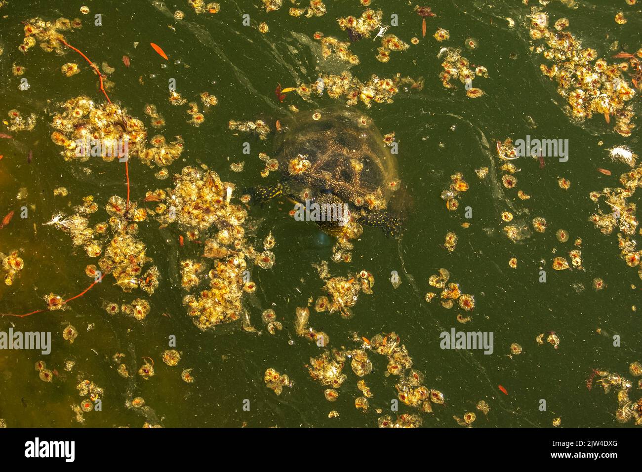 Tortoise nature animal amphibian basking resting hi-res stock ...