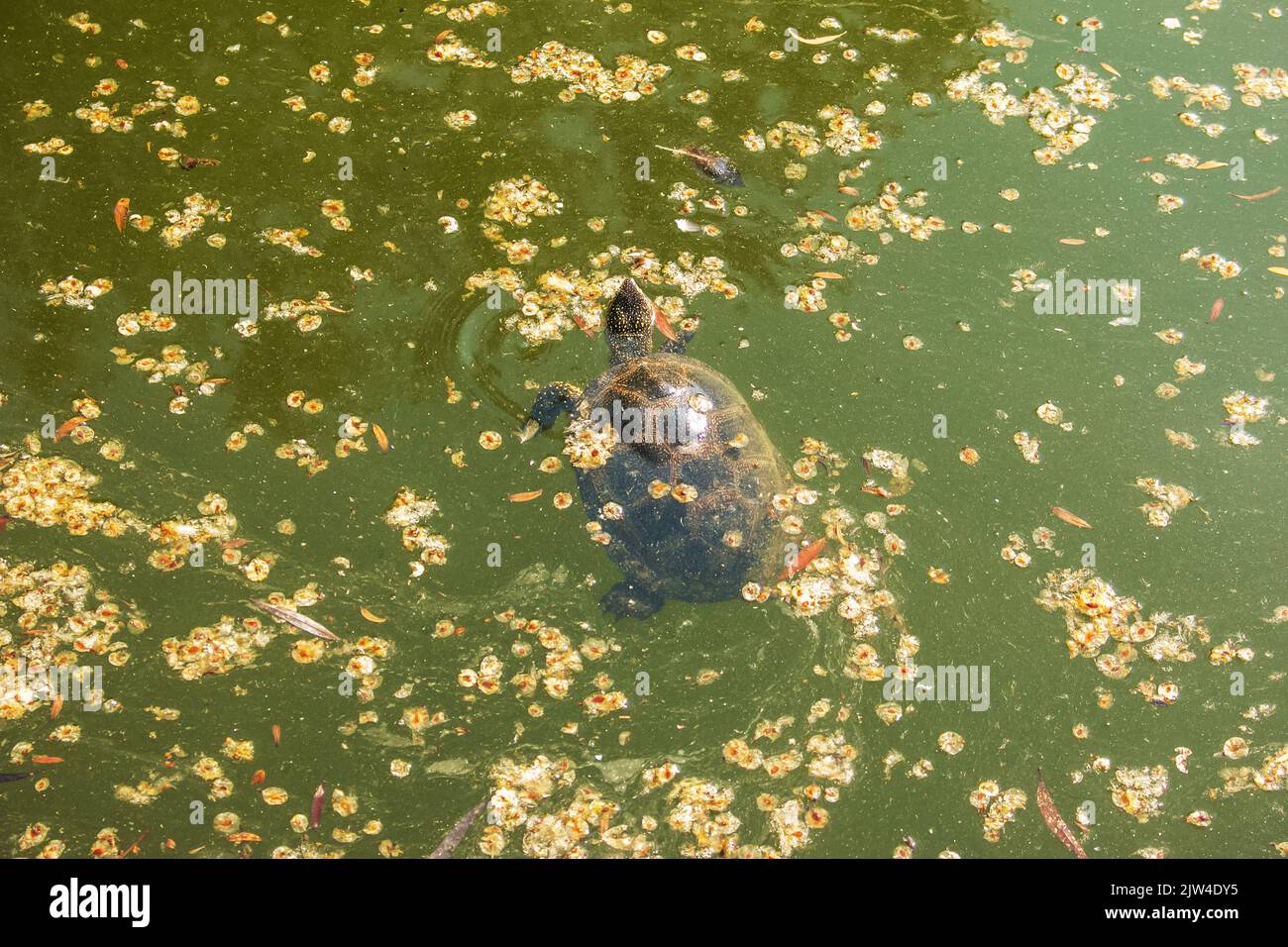 Tortoise nature animal amphibian basking resting hi-res stock ...