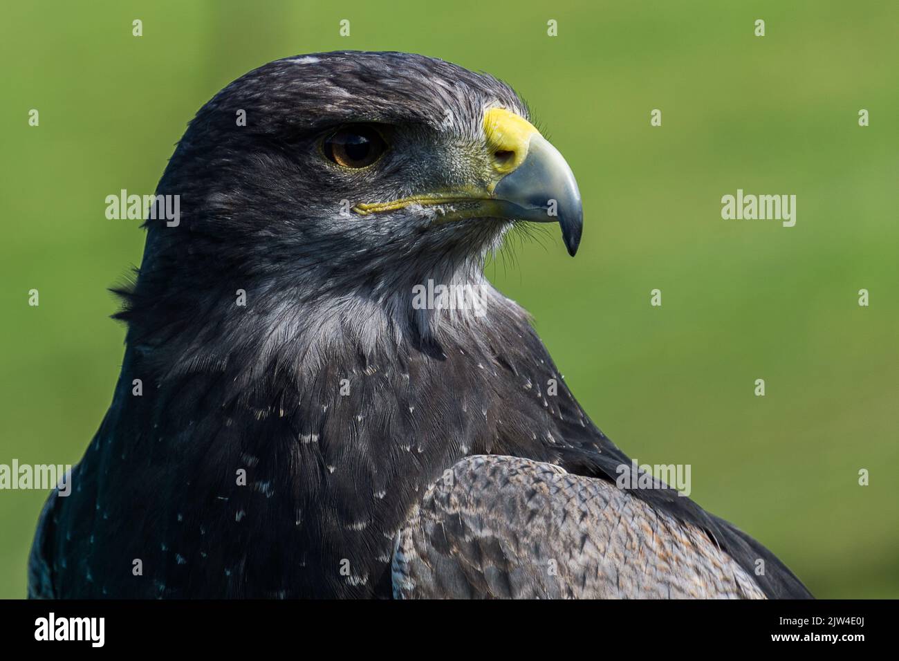 A golden eagle (Aquila chrysaetos) in closeup with a blurred green ...