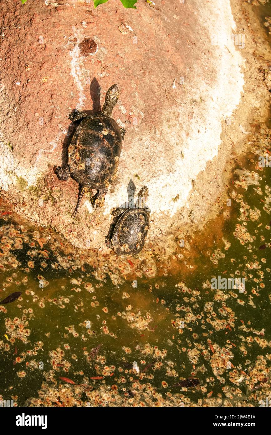River turtle in the habitat. Turtle in the water and basking on the ...