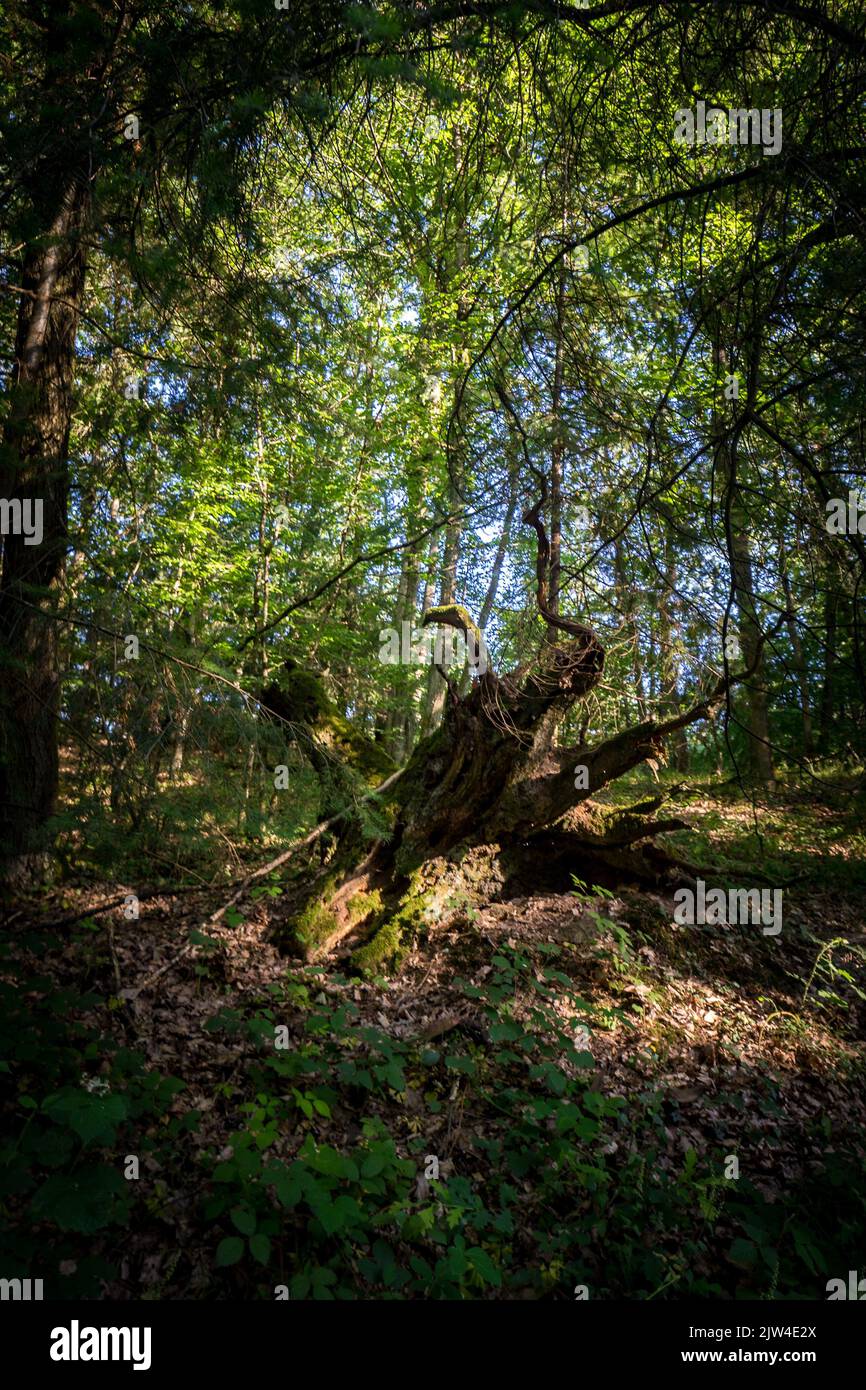 A vertical shot of a broken tree in a dense forest with sunlight ...
