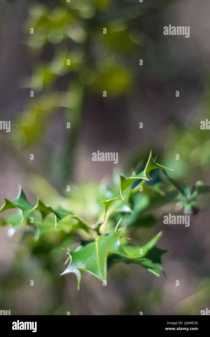 A vertical top view of a Common holly with green sharp leaves and a ...