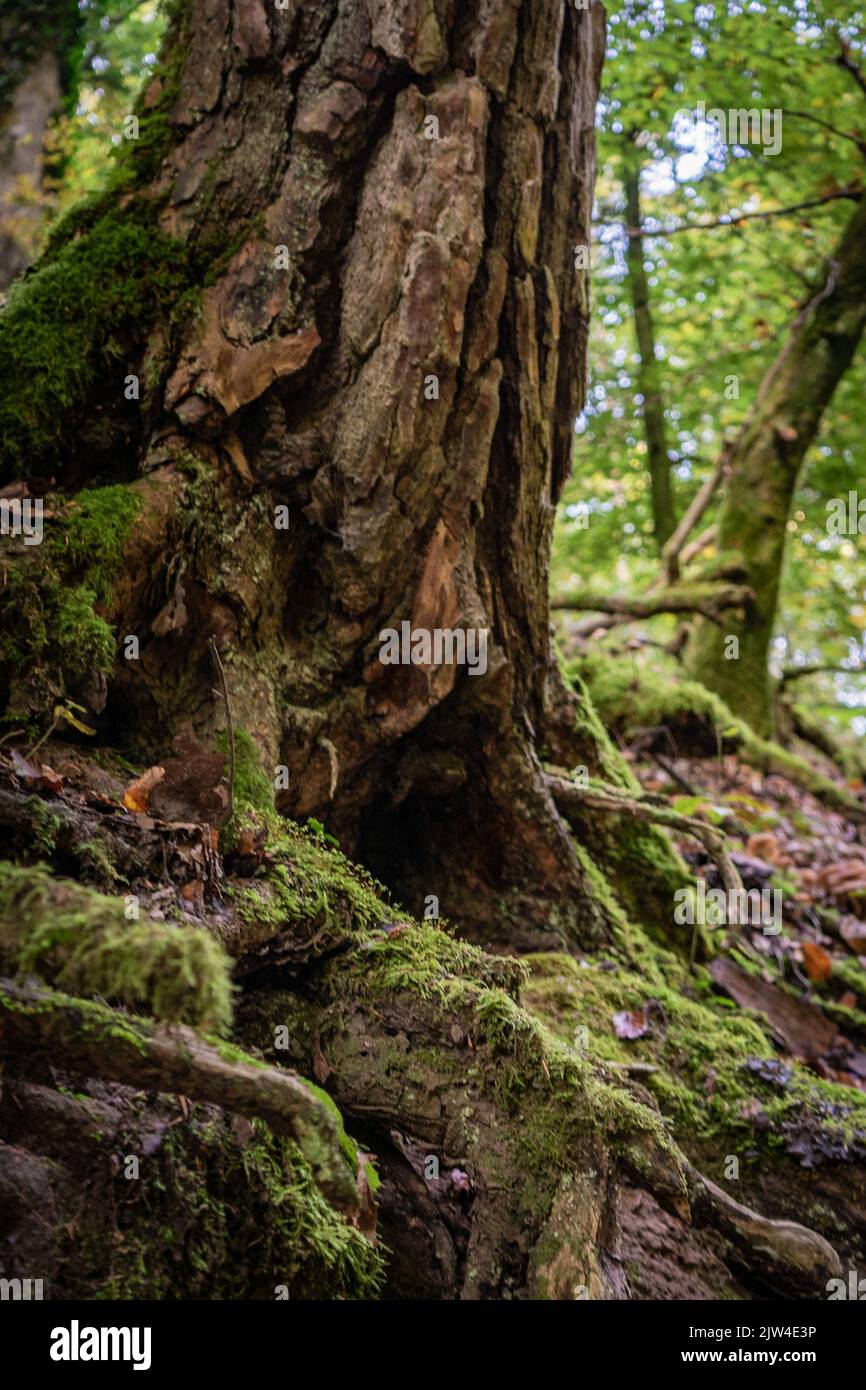 A vertical closeup shot of a large tree base with twisted roots covered ...