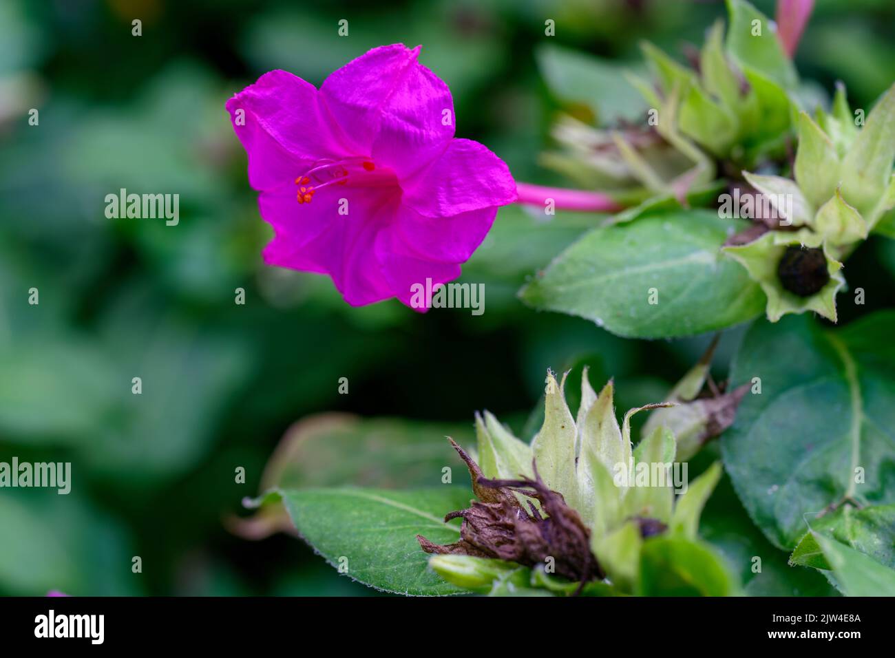 Mirabilis jalapa, the marvel of Peru or four o'clock flower, Jalapa (or ...