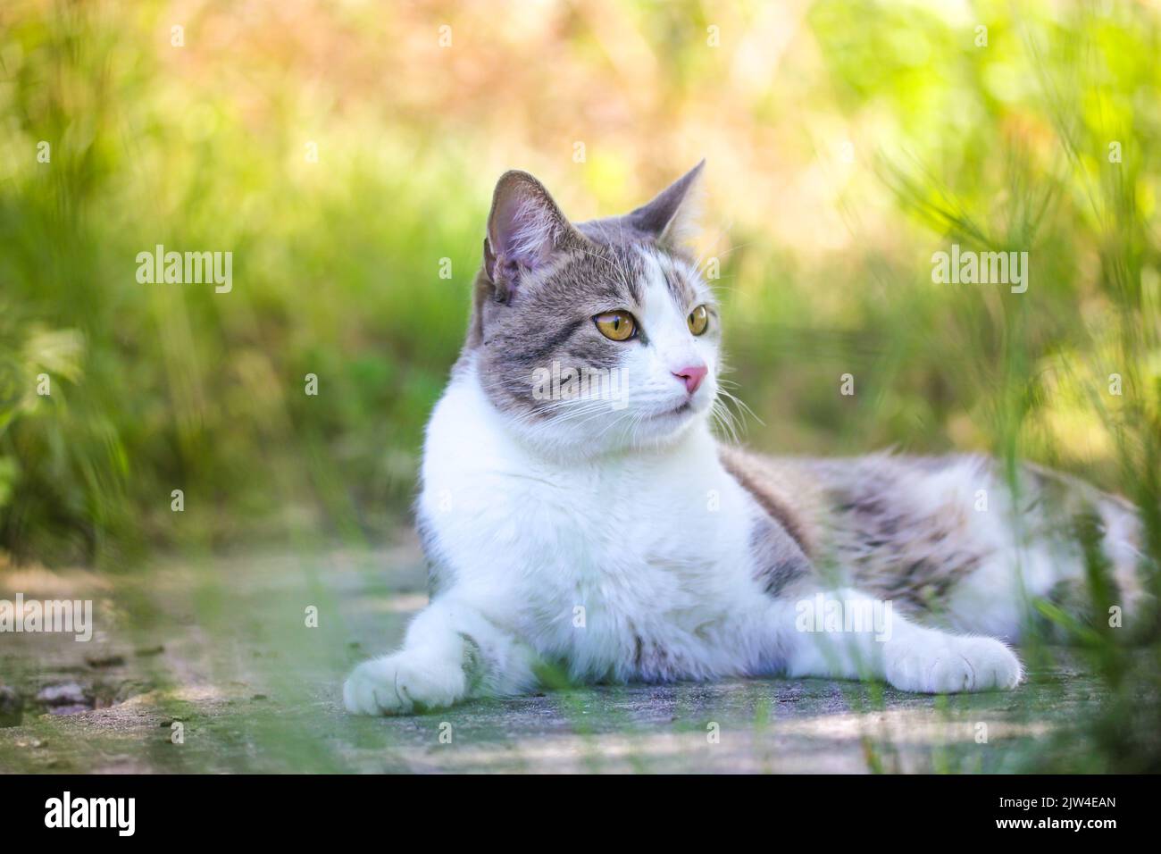 Tabby bicolor white and gray cat relaxing outdoors against green grass ...