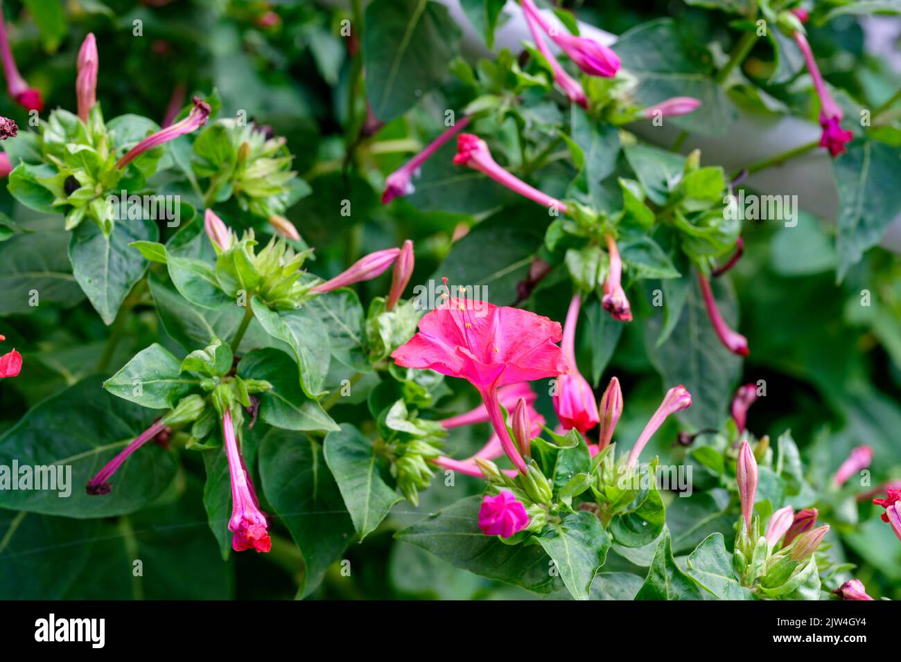 Mirabilis jalapa, the marvel of Peru or four o'clock flower, Jalapa (or ...