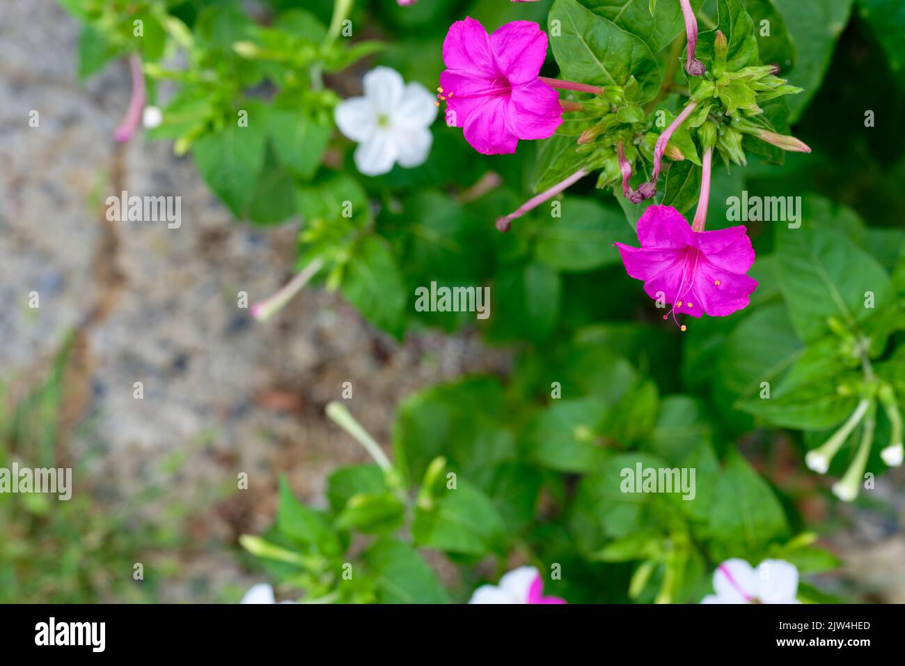 Mirabilis jalapa, the marvel of Peru or four o'clock flower, Jalapa (or ...