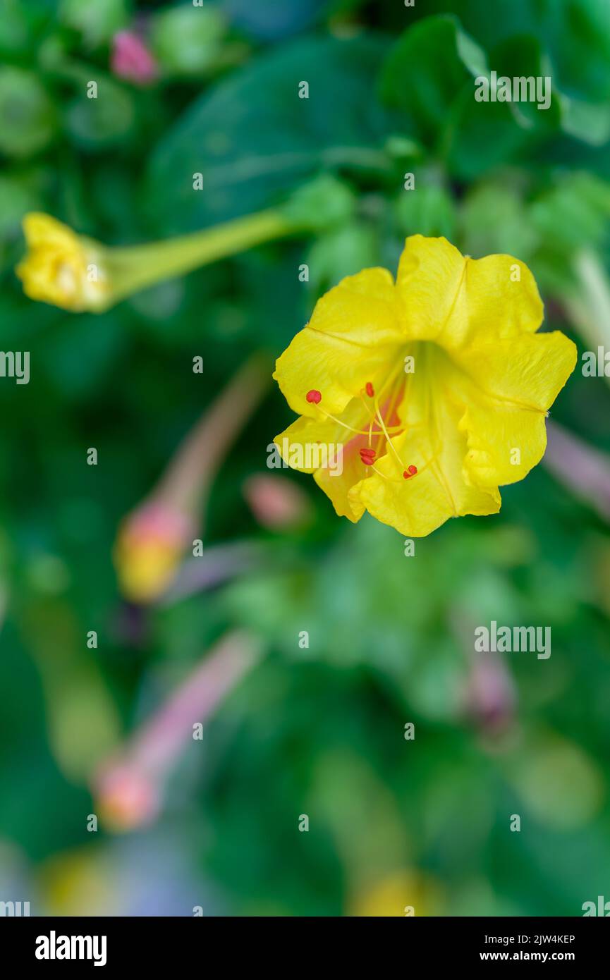 Mirabilis jalapa, the marvel of Peru or four o'clock flower, Jalapa (or ...