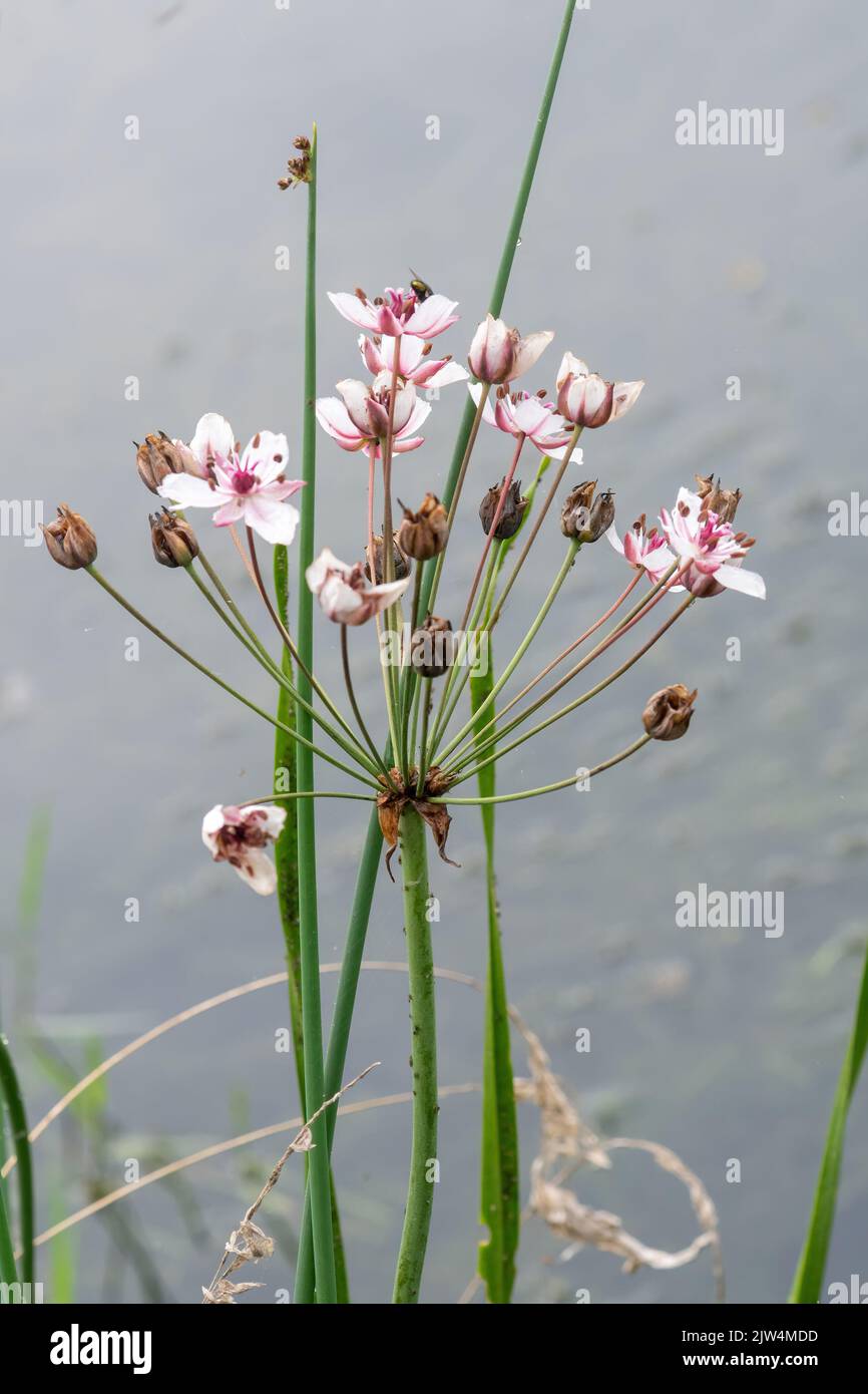 Flowering rush (Butomus umbellatus) with clusters of bright pink ...