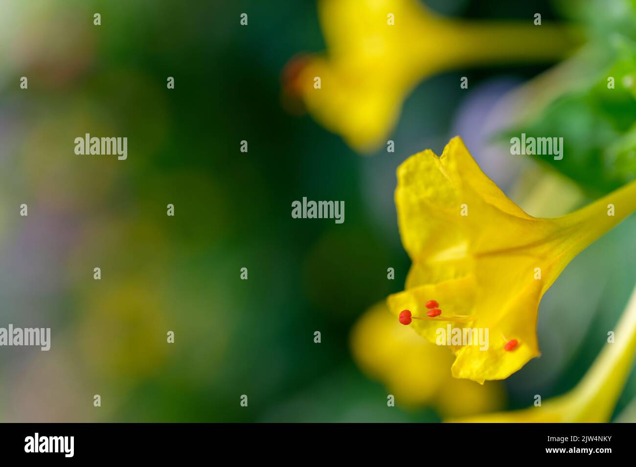 Mirabilis jalapa, the marvel of Peru or four o'clock flower, Jalapa (or ...