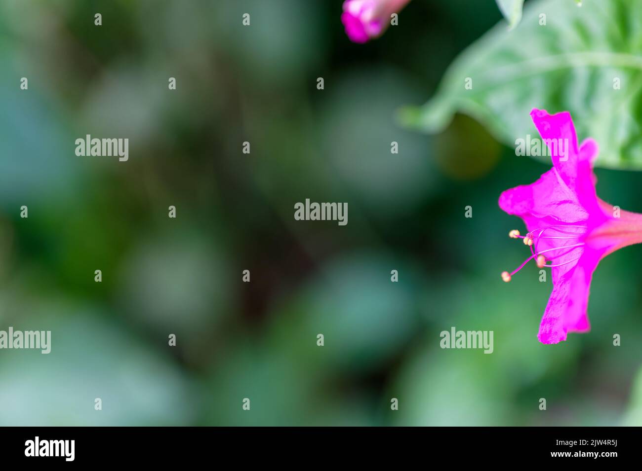Mirabilis jalapa, the marvel of Peru or four o'clock flower, Jalapa (or ...