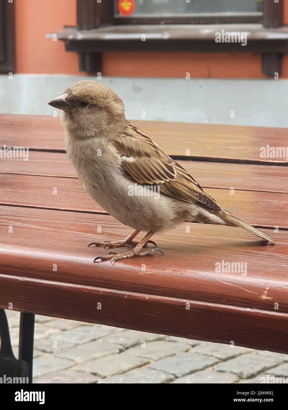 A closeup shot of a house sparrow standing on table Stock Photo - Alamy