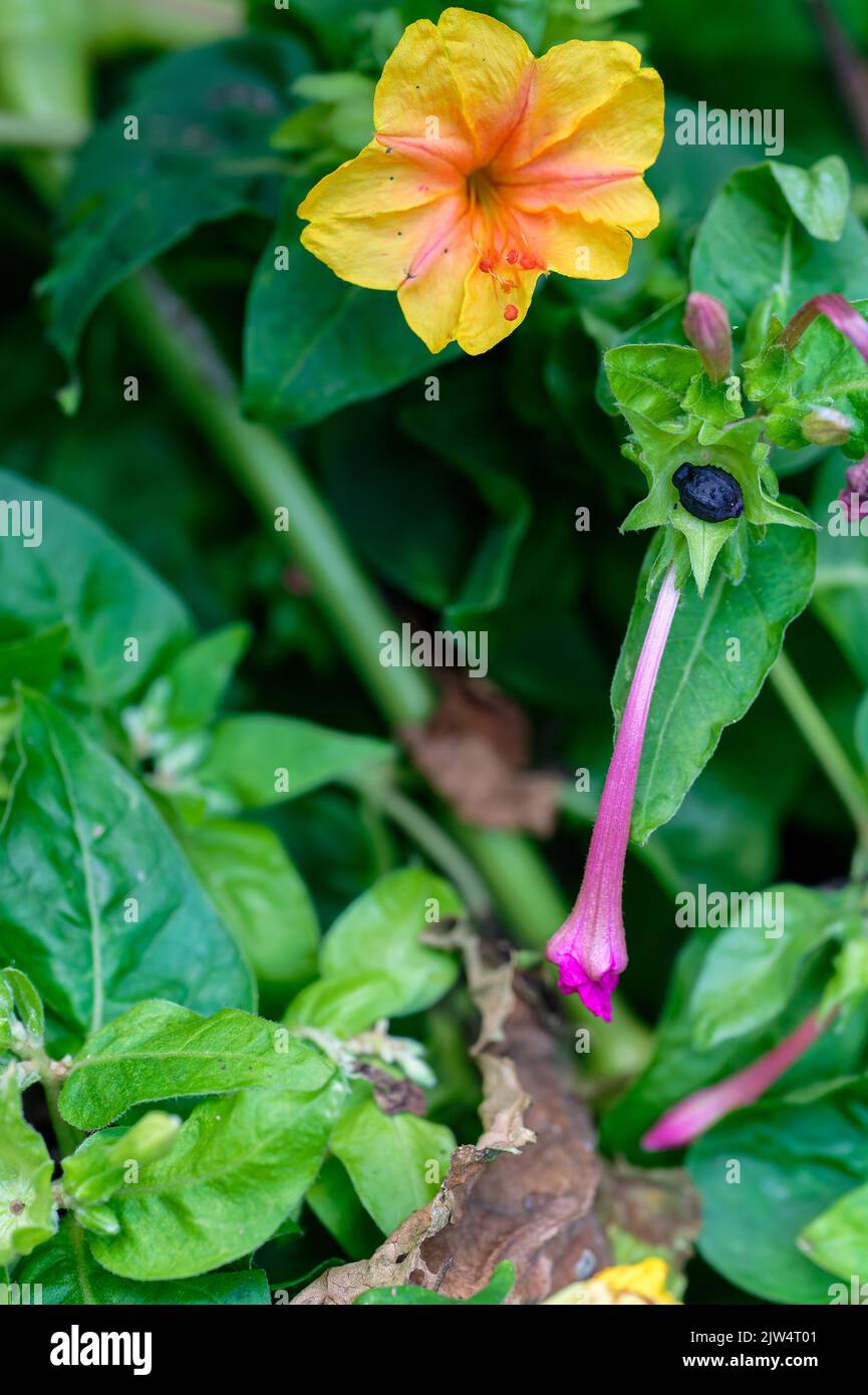 Mirabilis jalapa, the marvel of Peru or four o'clock flower, Jalapa (or ...